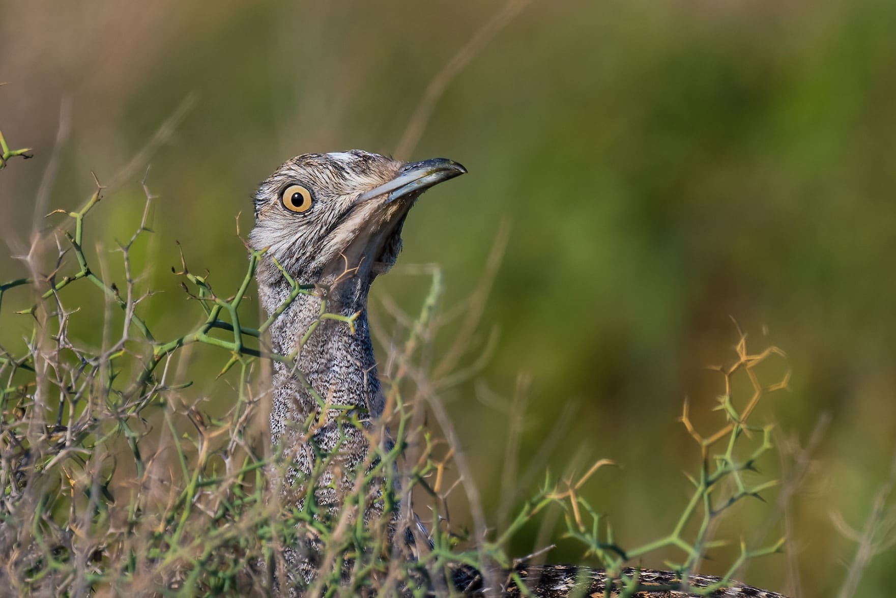 Infrastructure Projects – ecofact