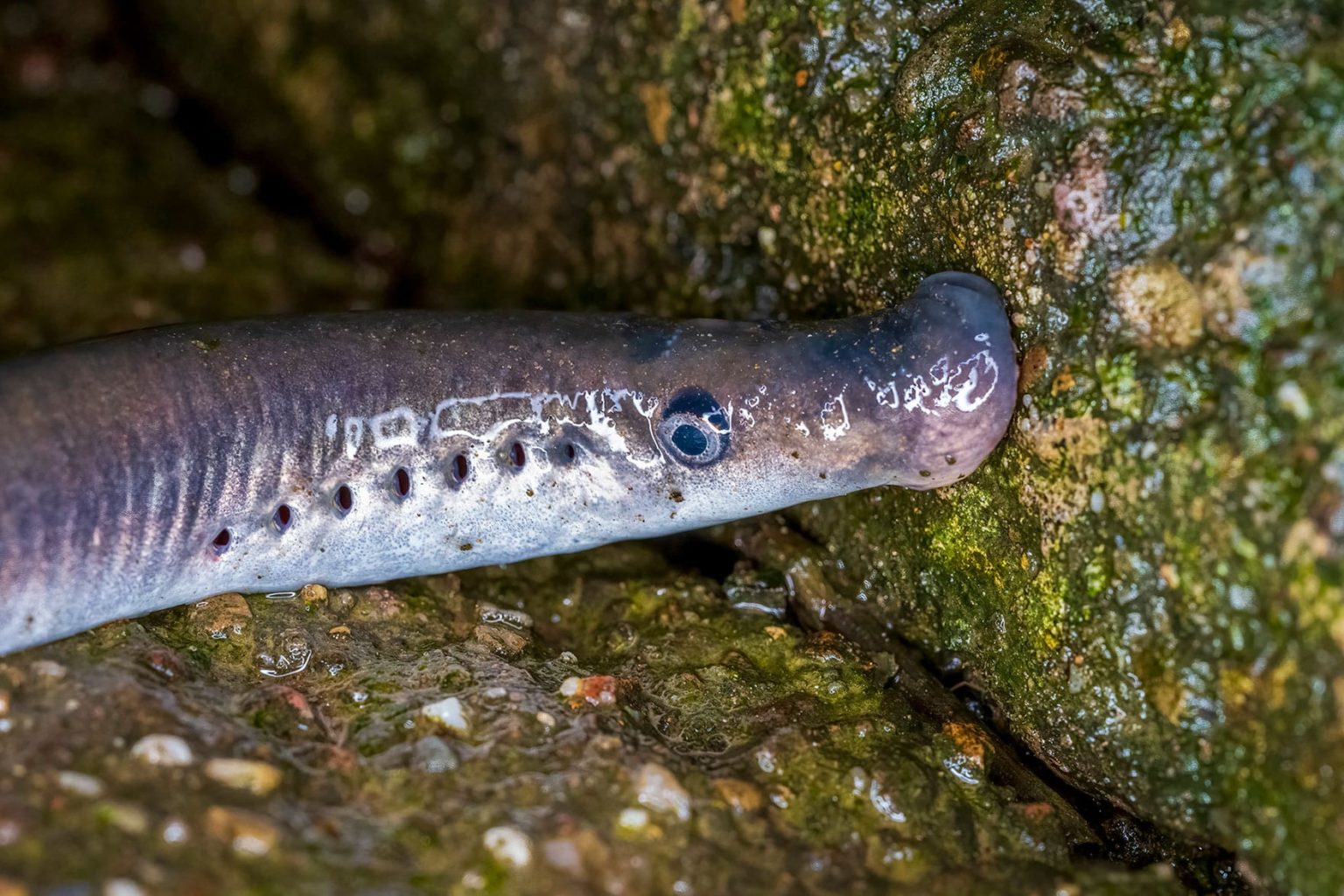 European Eel Research – ecofact