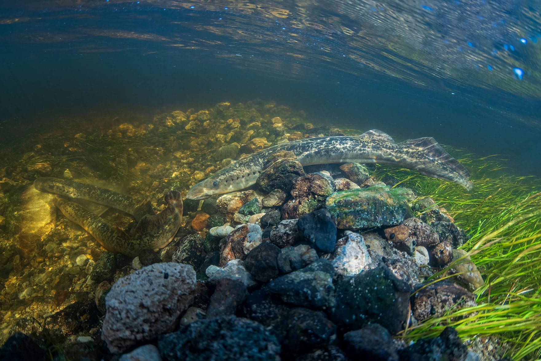 Environmental Impact Assessment – ecofact