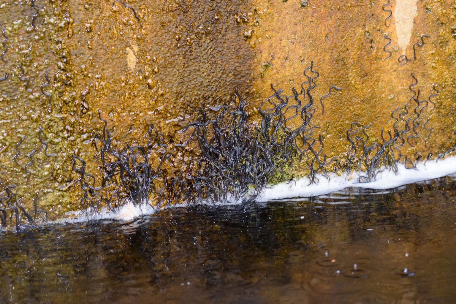 European Eel Research – ecofact